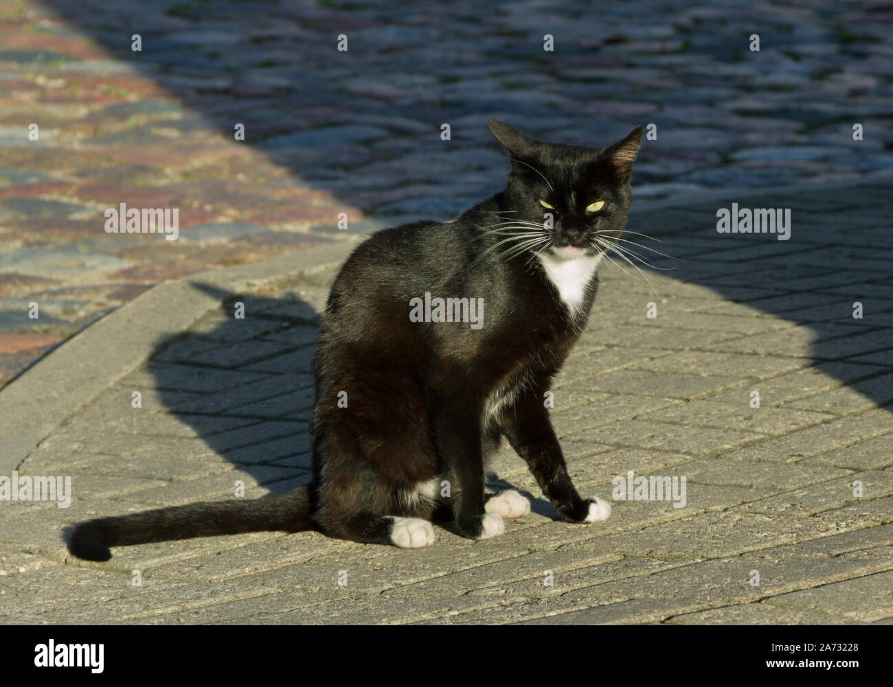 Street corner cat hi-res stock photography and images - Alamy