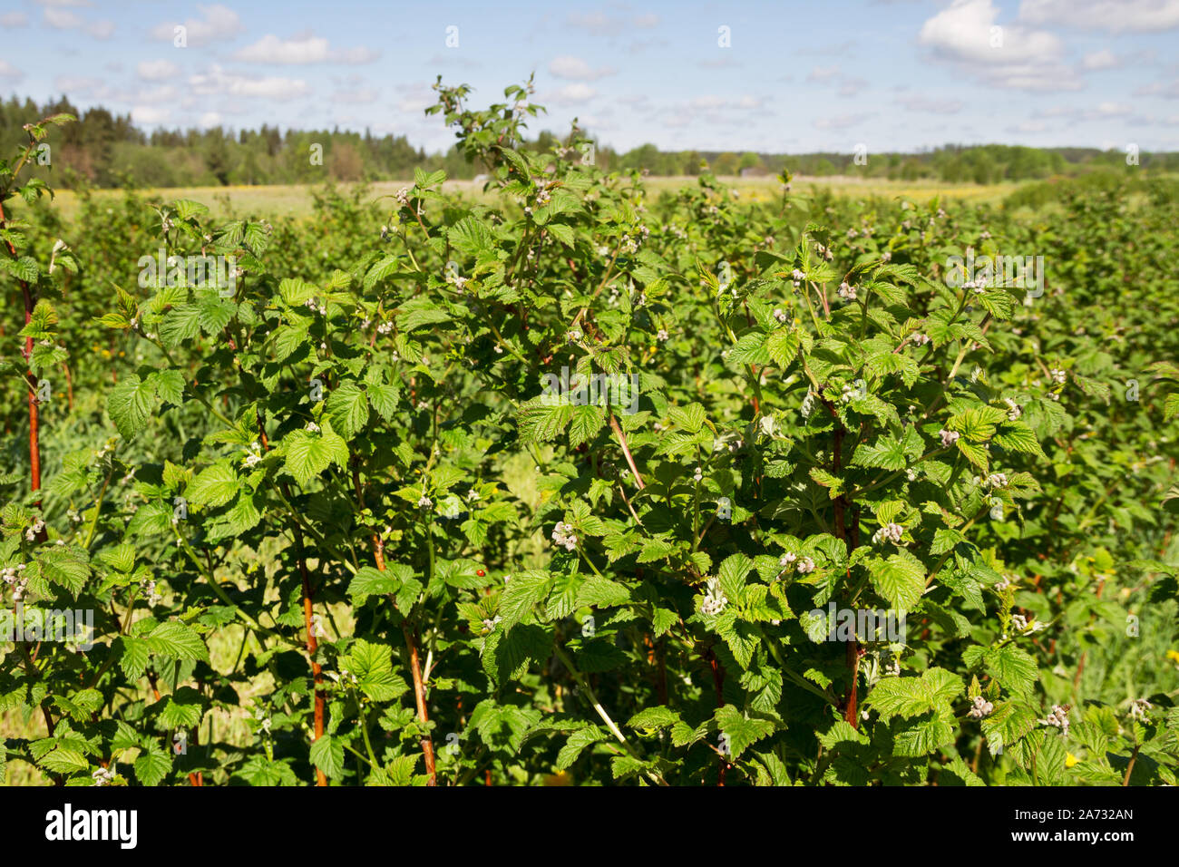 Raspberry blooming in the spring Stock Photo - Alamy
