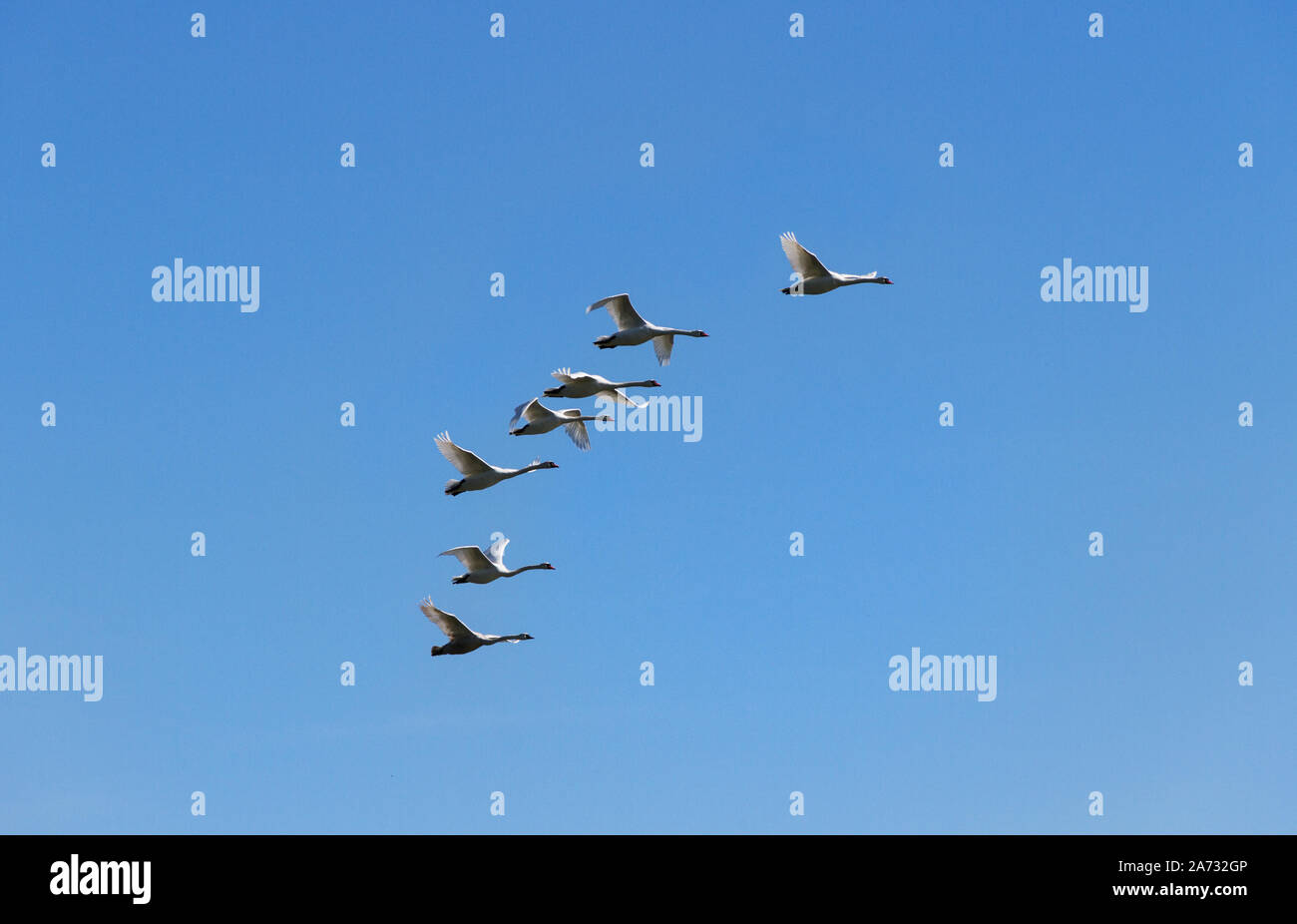Flock of swan flying in blue sky Stock Photo - Alamy