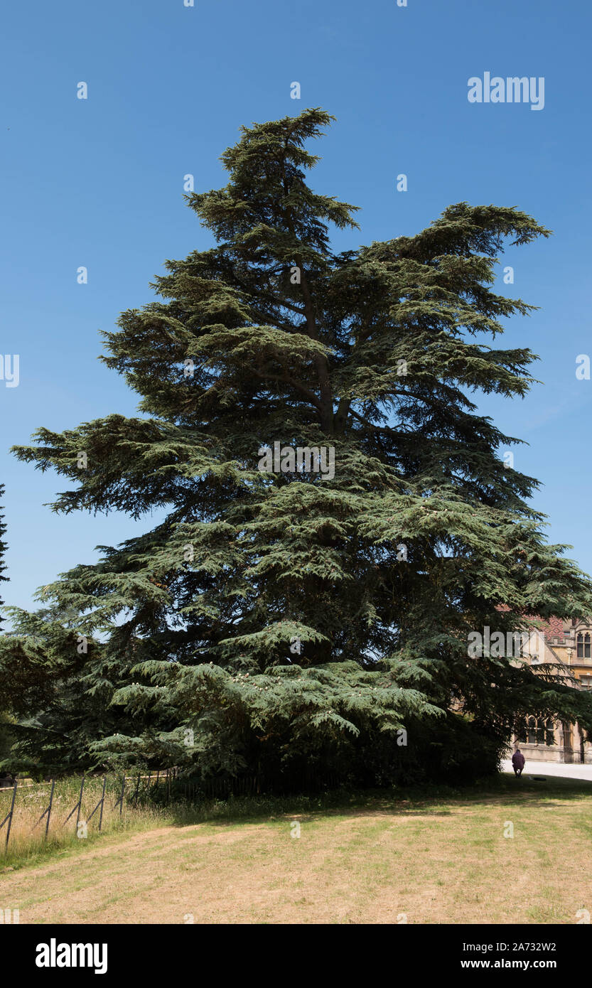 Atlas cedar uk hi-res stock photography and images - Alamy