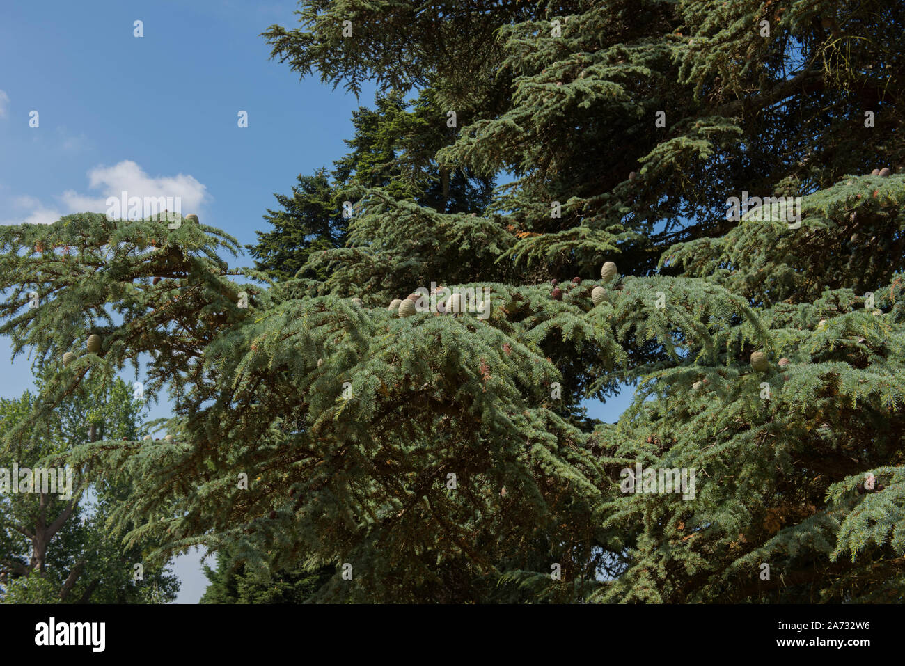 Cedar tree uk hi-res stock photography and images - Alamy