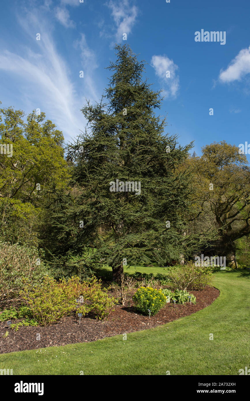 Atlas Cedar Evergreen Conifer Tree (Cedrus Atlantica) in a Park in ...