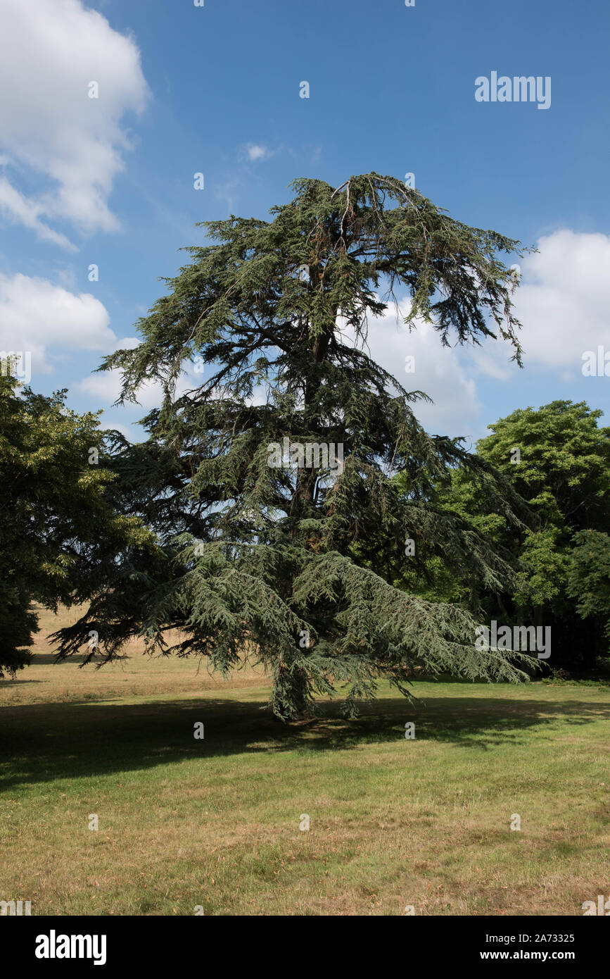 Blue atlas cedar tree hi-res stock photography and images - Alamy