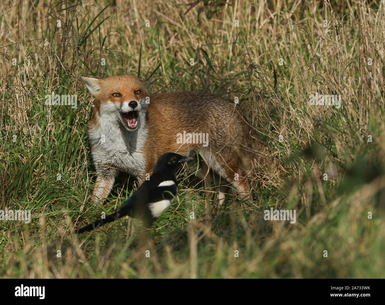A magnificentl wild Red Fox, Vulpes vulpes, looking at a Magpie with ...