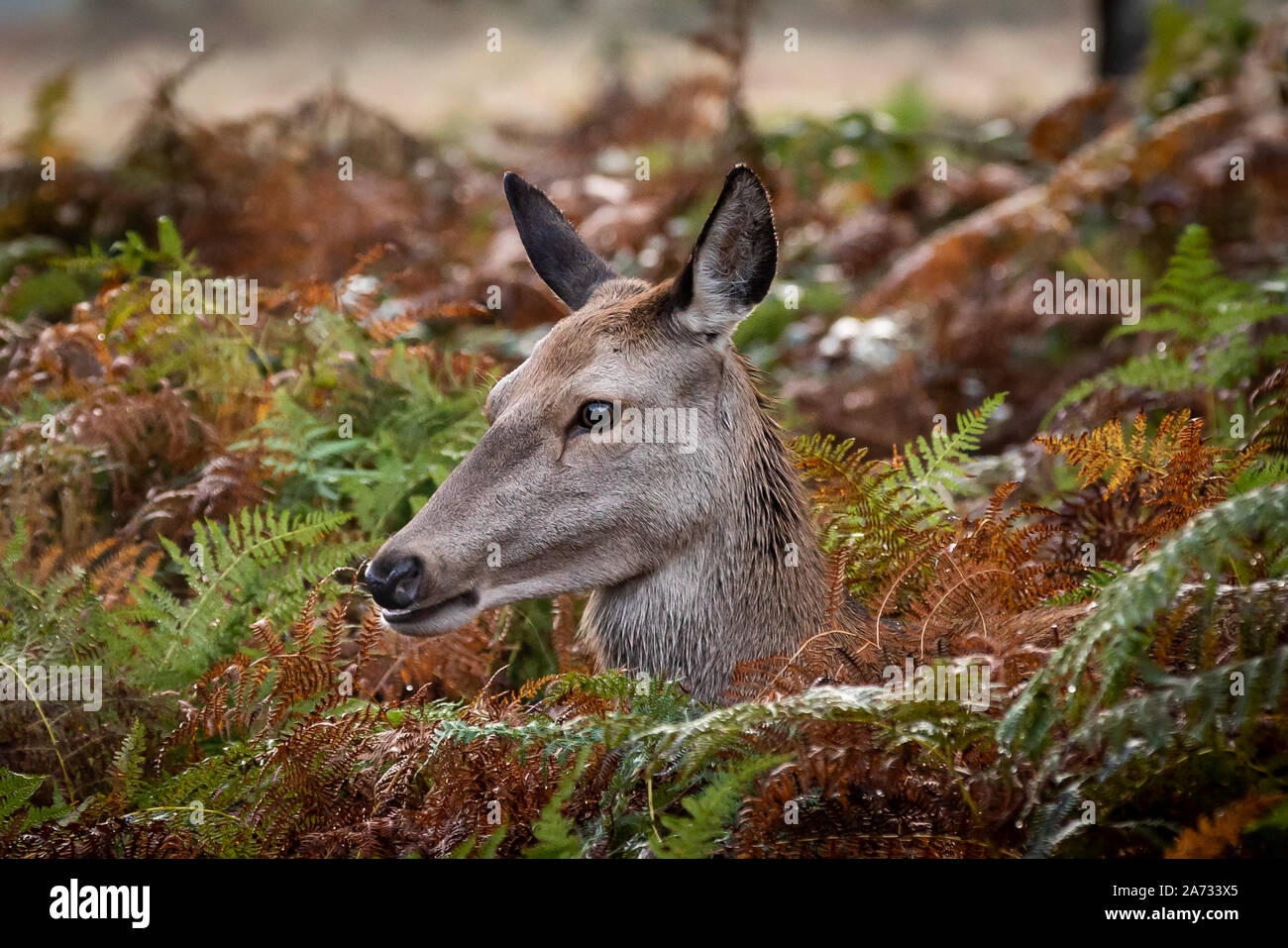 A female deer or Hind in Richmond Park, where over 600 deer roam freely ...