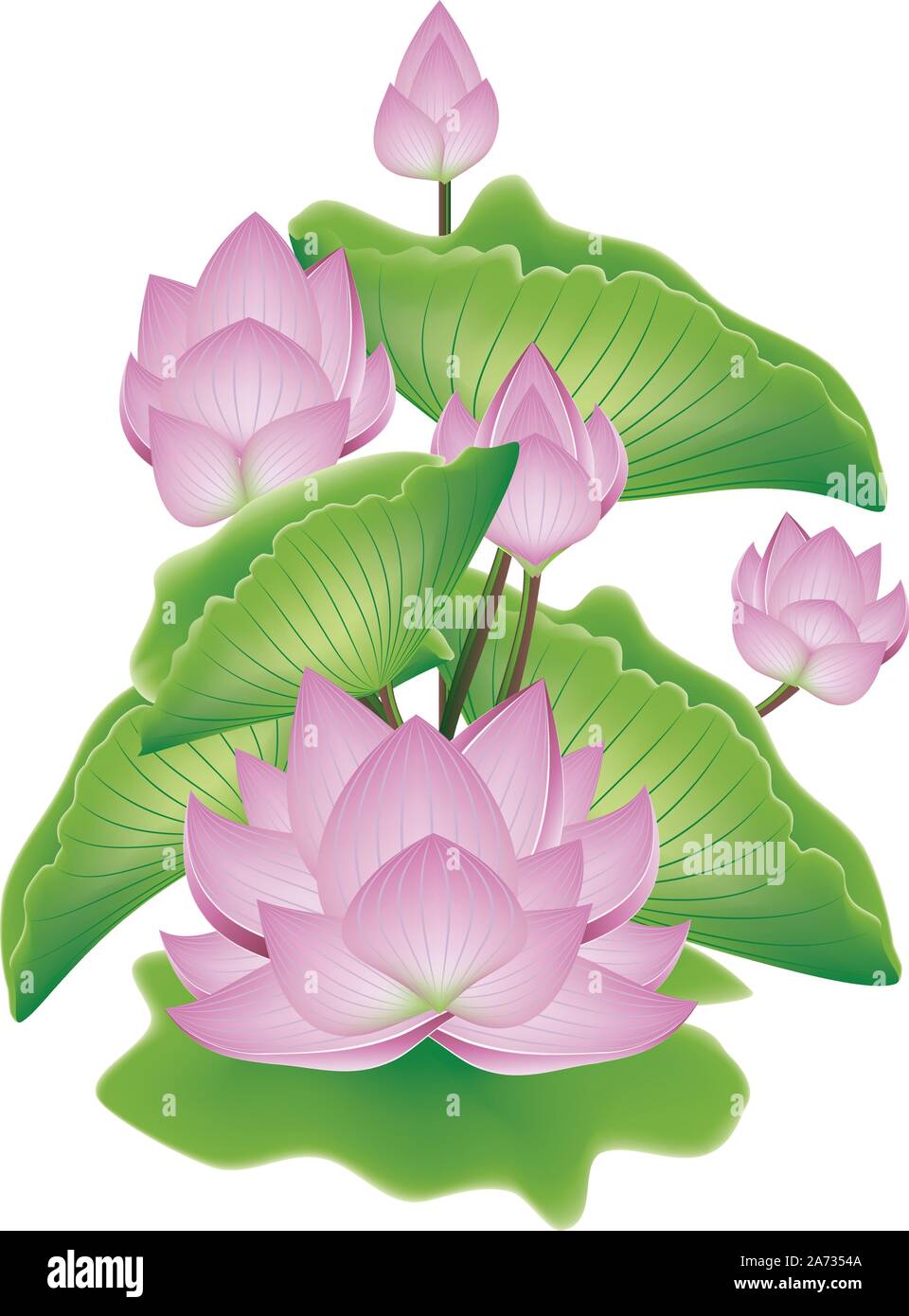 Oriental illustration of lotus flowers Cut Out Stock Images & Pictures ...