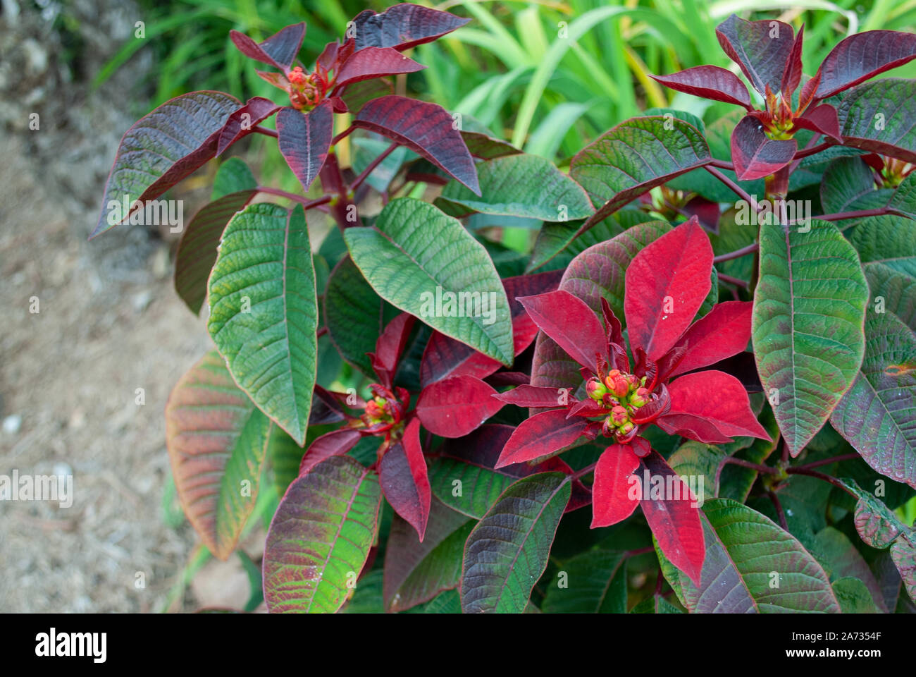Colton plants hi-res stock photography and images - Alamy