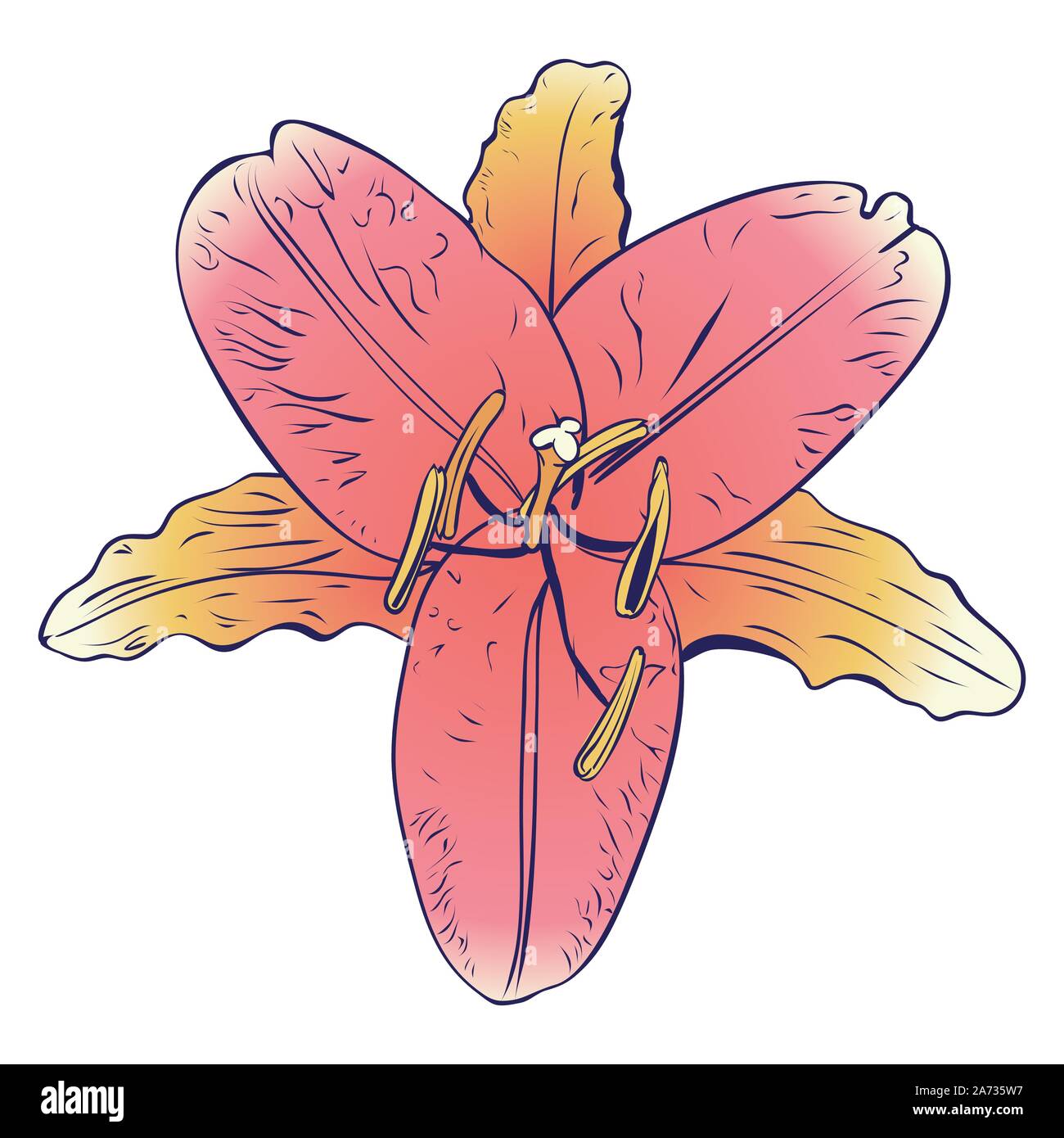 Floral illustration, pink yellow lily flower design Stock Vector Image ...