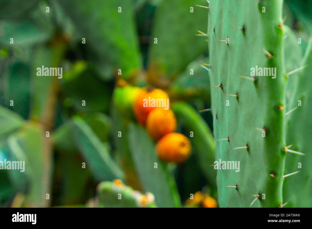 Green pear cactus hi-res stock photography and images - Alamy