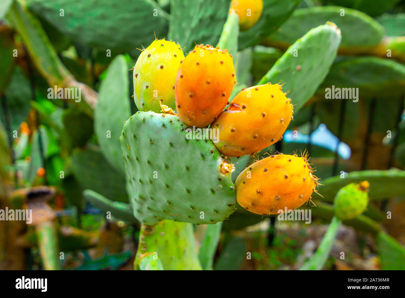 Fruit cactus fig thorn orange hi-res stock photography and images - Alamy
