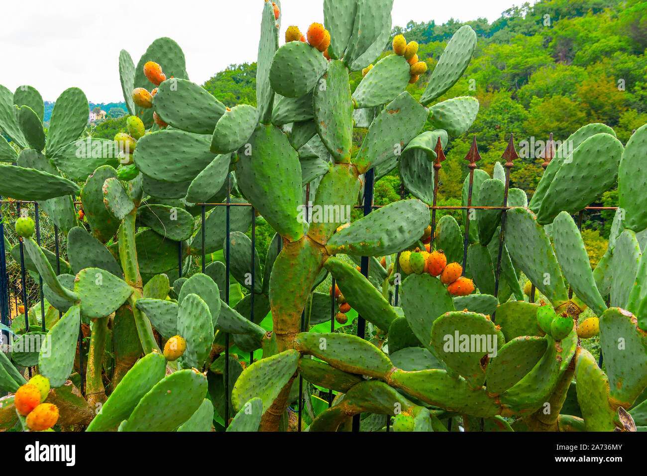 Prickly pear cactus sky desert hi-res stock photography and images - Alamy