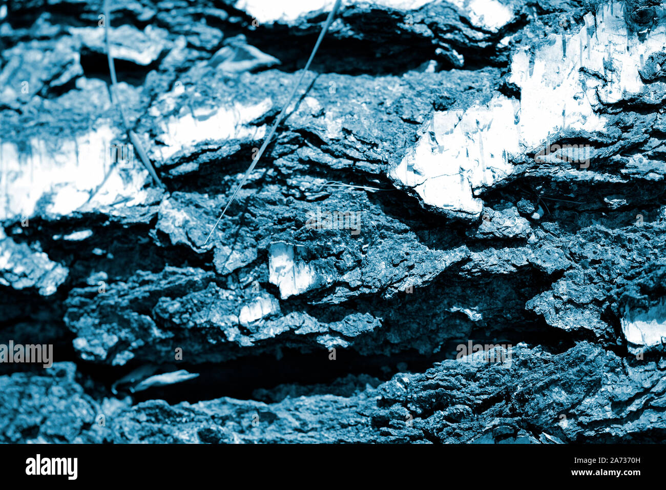 Birch tree bark close up. Abstract natural background blue color toned ...