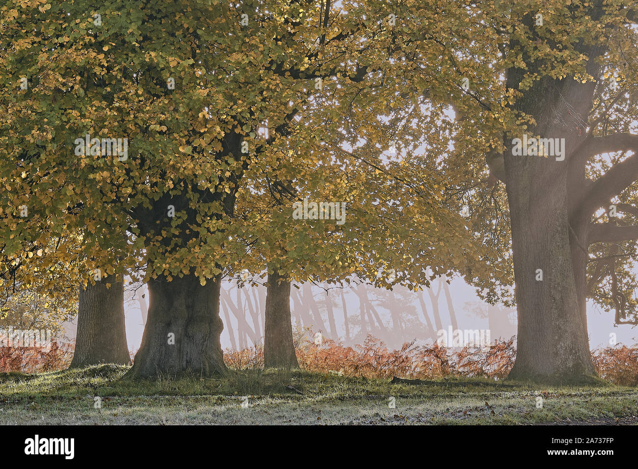 Ancient old trees in autumn yellow color at Parham Park, Sussex Stock ...
