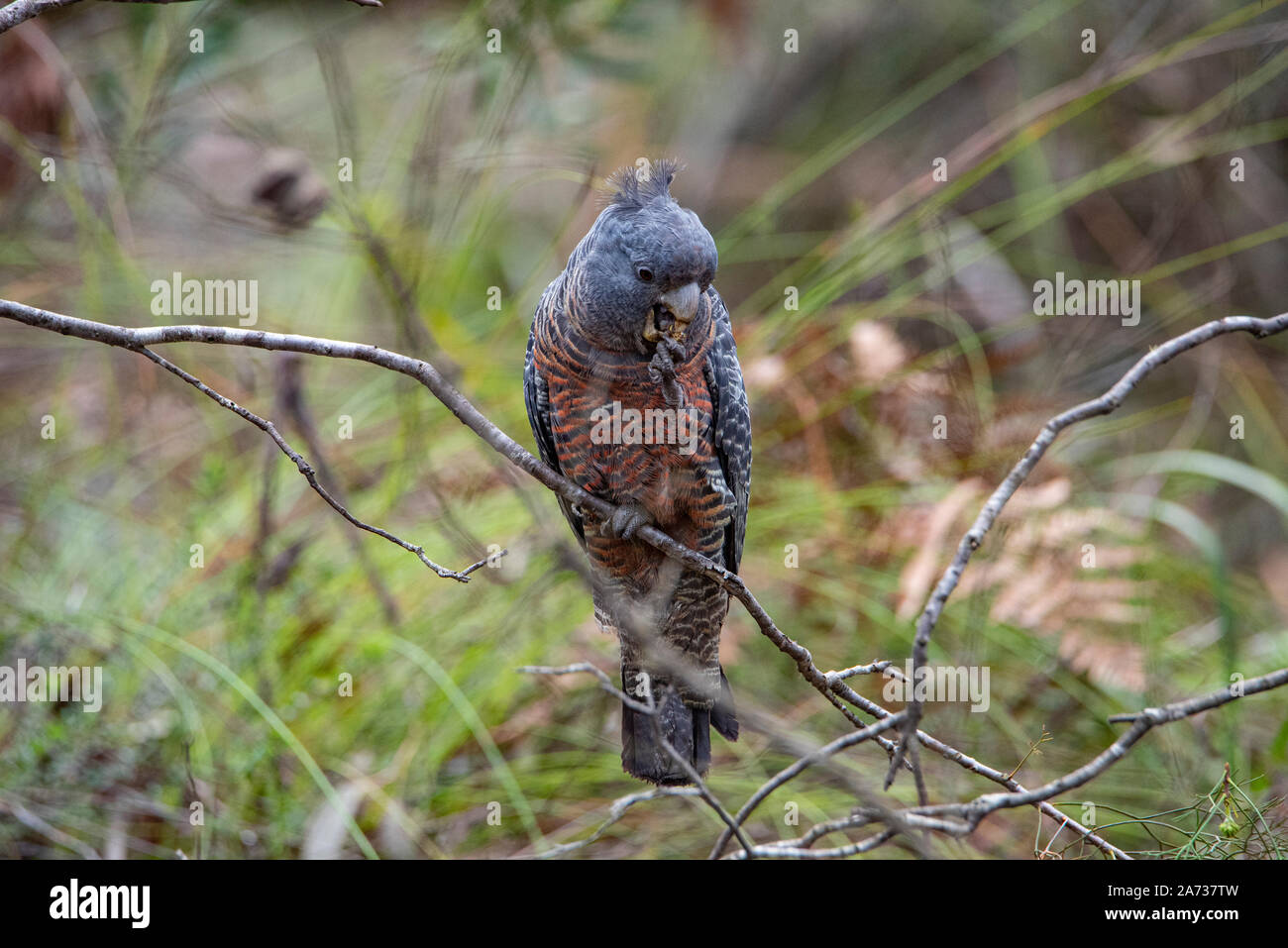 Gang Gang Cockatoo, Callocephalon fimbriatum, Wingello, NSW, Australia ...