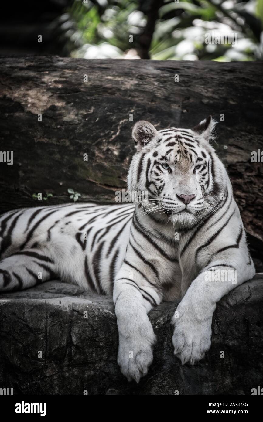Beautiful White Bengal Tiger in Wildlife Stock Photo - Alamy