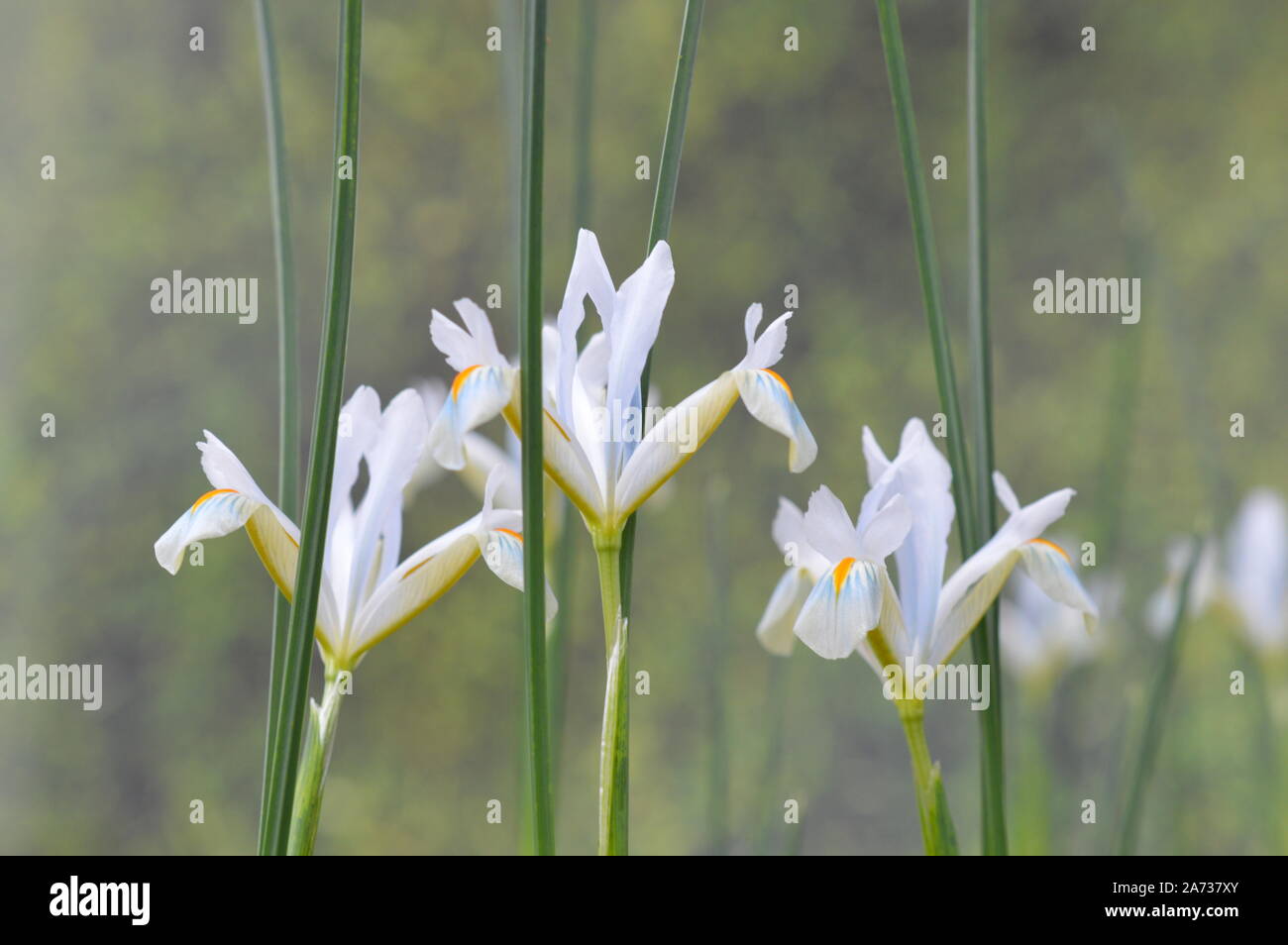 Iris reticulatata natascha Stock Photo - Alamy