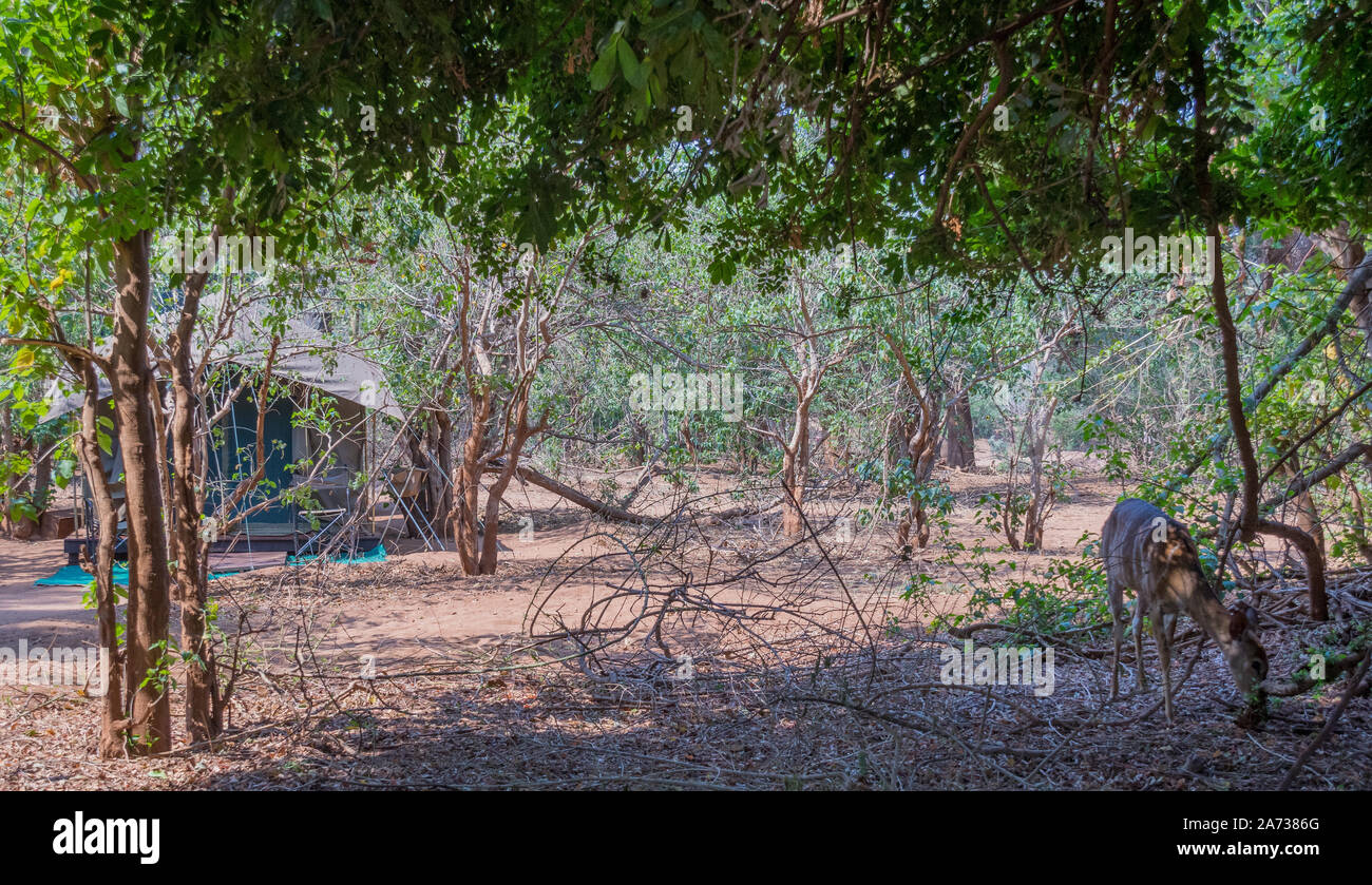 A juvenile lowland nyala cow forages for food near a safari tent in the ...