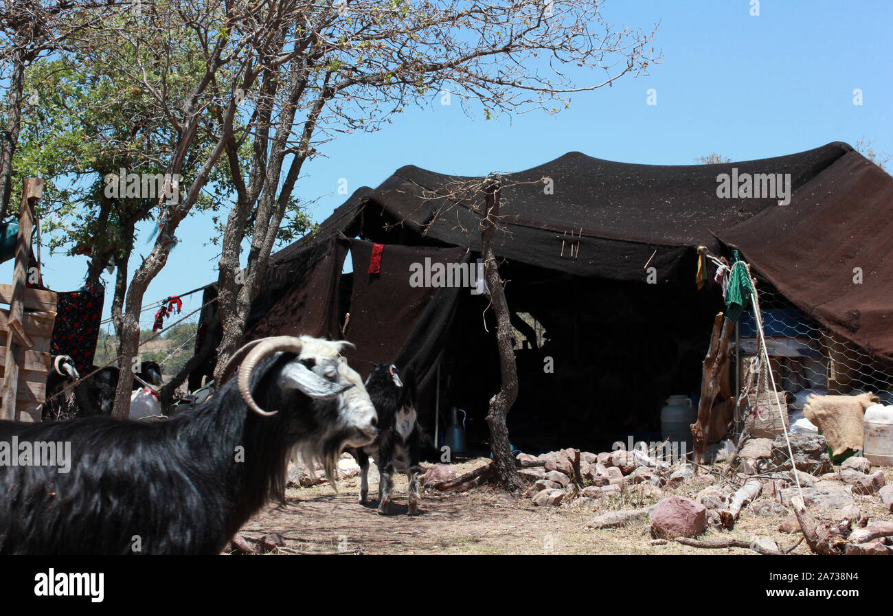 Goat and black tent, nomadic life Stock Photo - Alamy