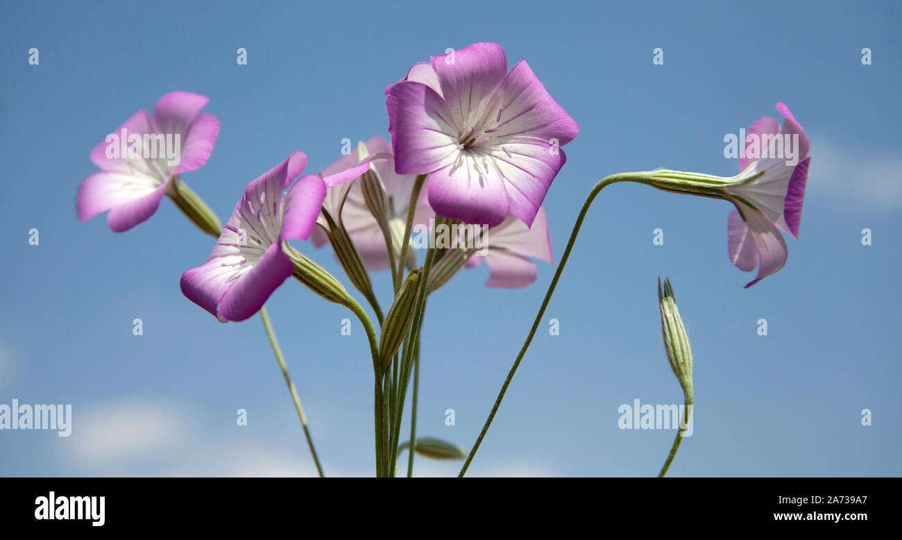 Corncockle (Agrostemma githago) pink flower Stock Photo - Alamy
