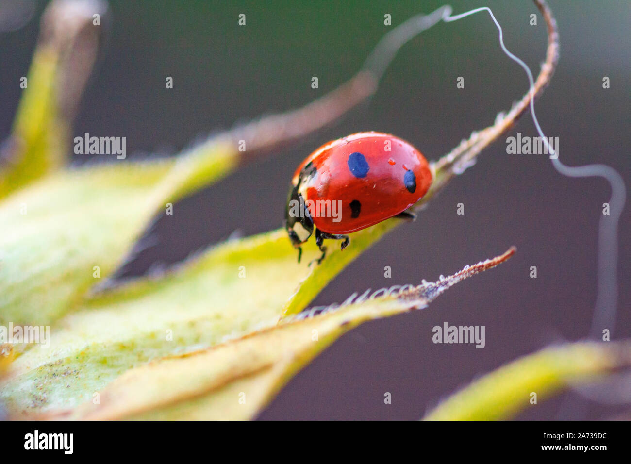 Ladybug On A Sunflower High Resolution Stock Photography and Images - Alamy
