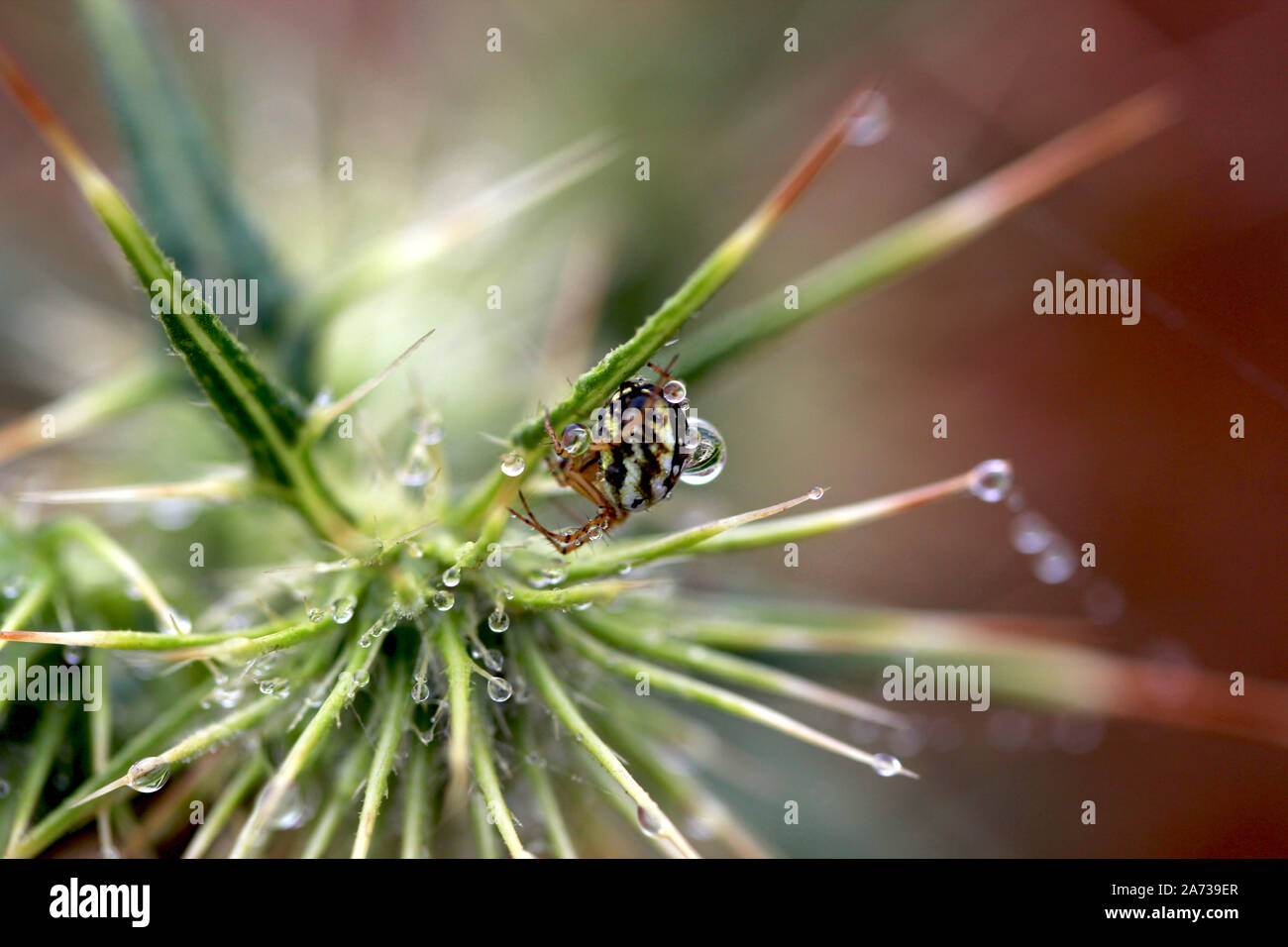spider, raindrops on thorn, Burdock (Arctium minus Stock Photo - Alamy