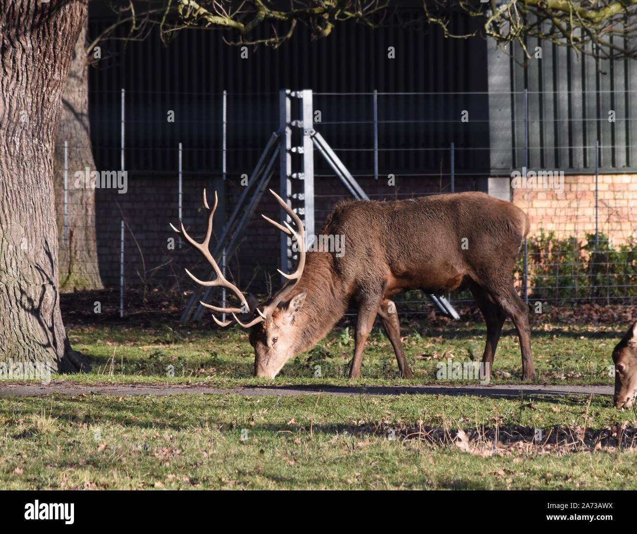 Deer enclosure hi-res stock photography and images - Alamy