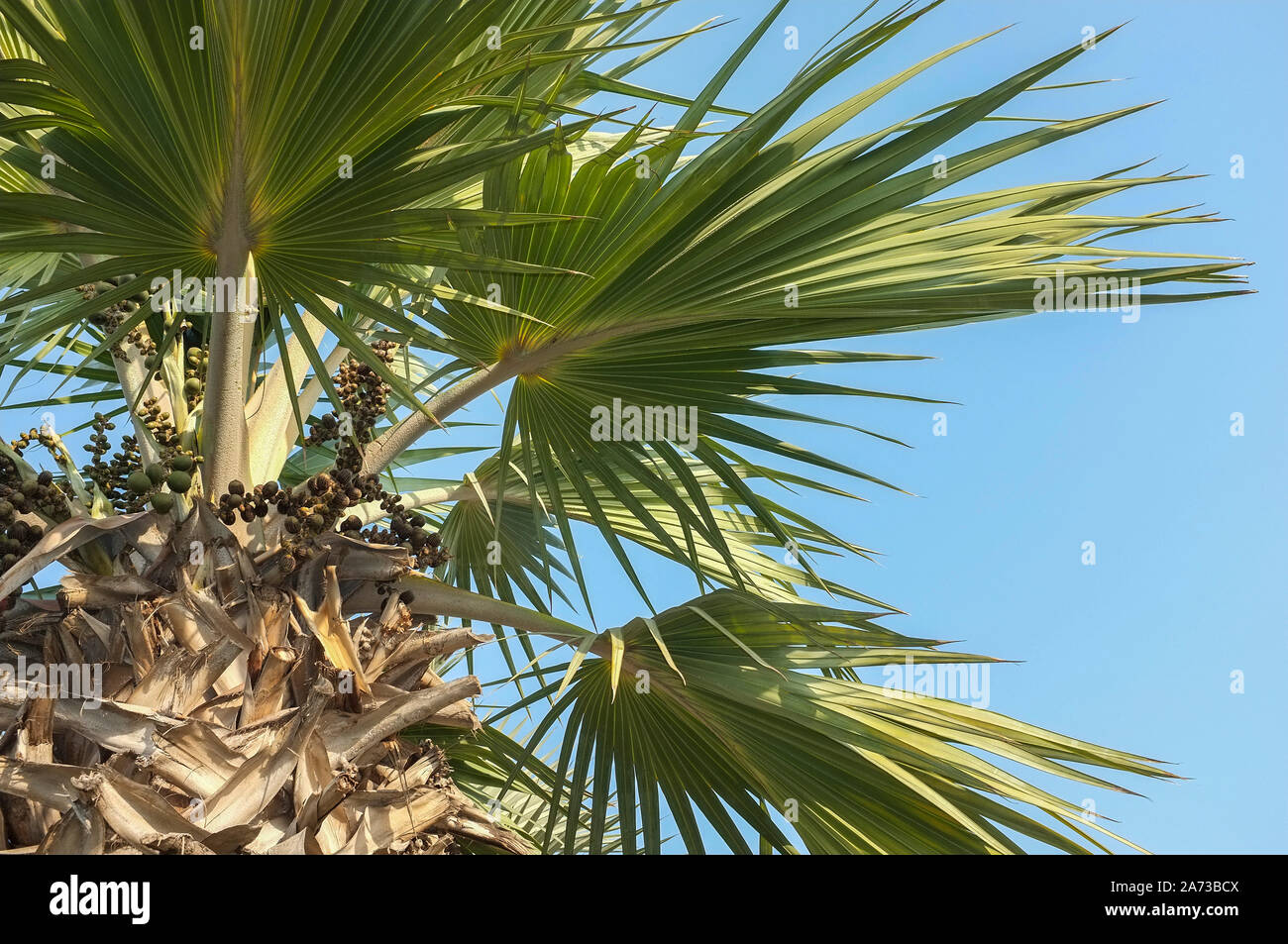 Latania, Latan Palm Stock Photo - Alamy