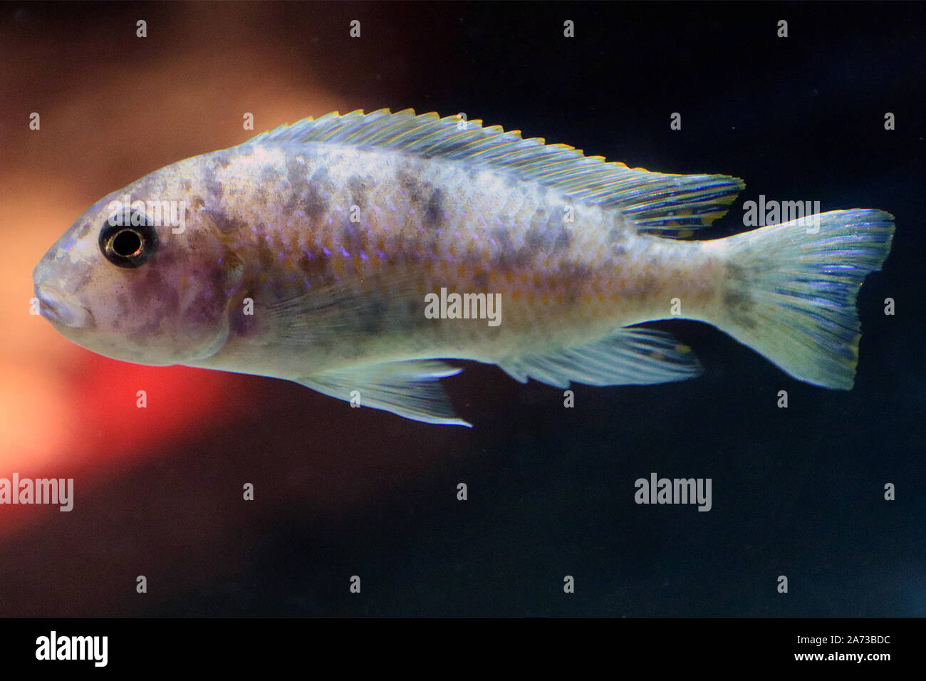 Malawi Cichlids are fish from the family Cichlidae Stock Photo - Alamy