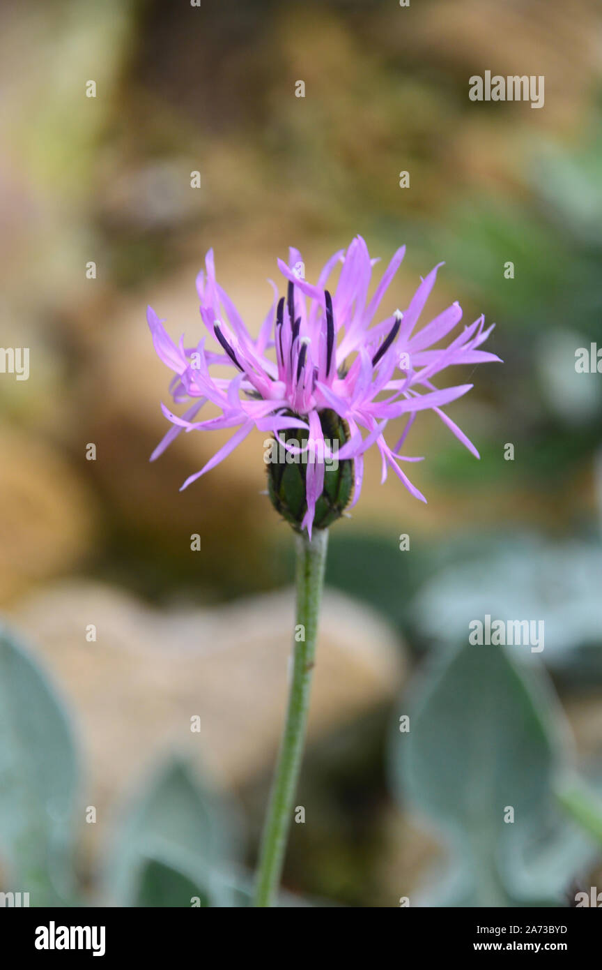 Alpine flower blooms hi-res stock photography and images - Alamy