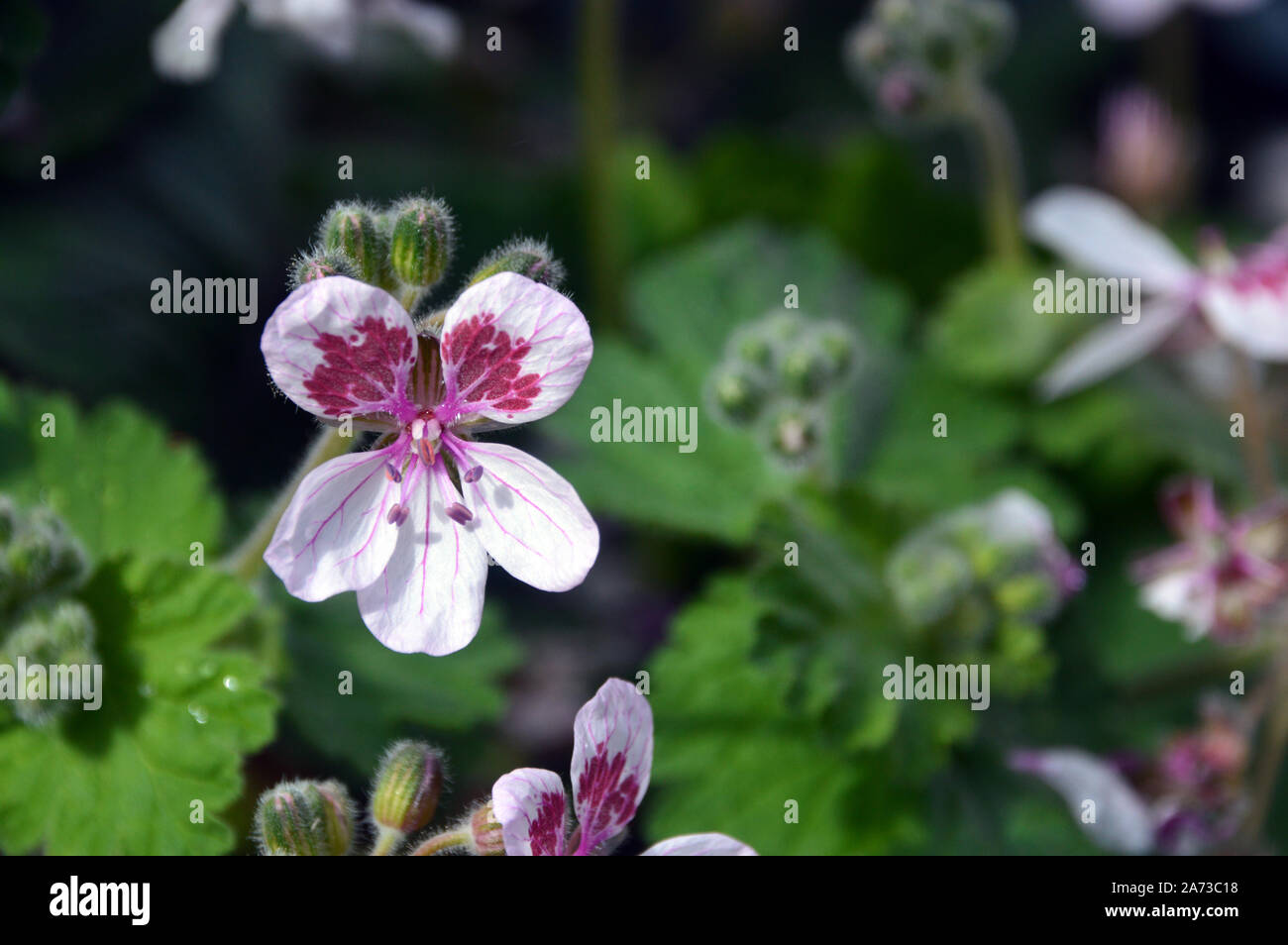 Pink and white geranium hi-res stock photography and images - Alamy
