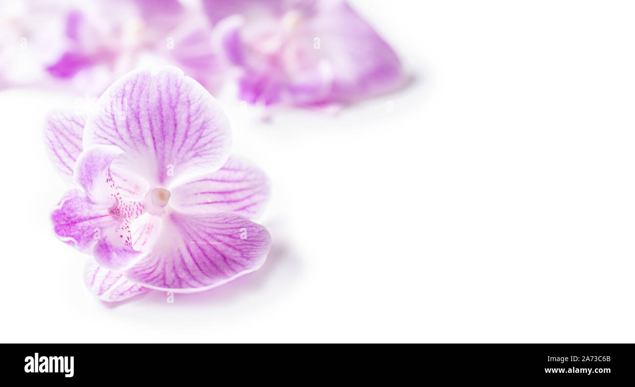 Violet orchid head isolated on white background Stock Photo - Alamy