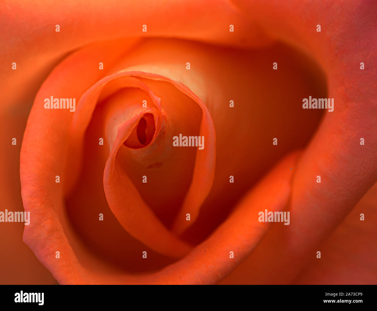 Orange red rose flower bloomed close up Stock Photo - Alamy