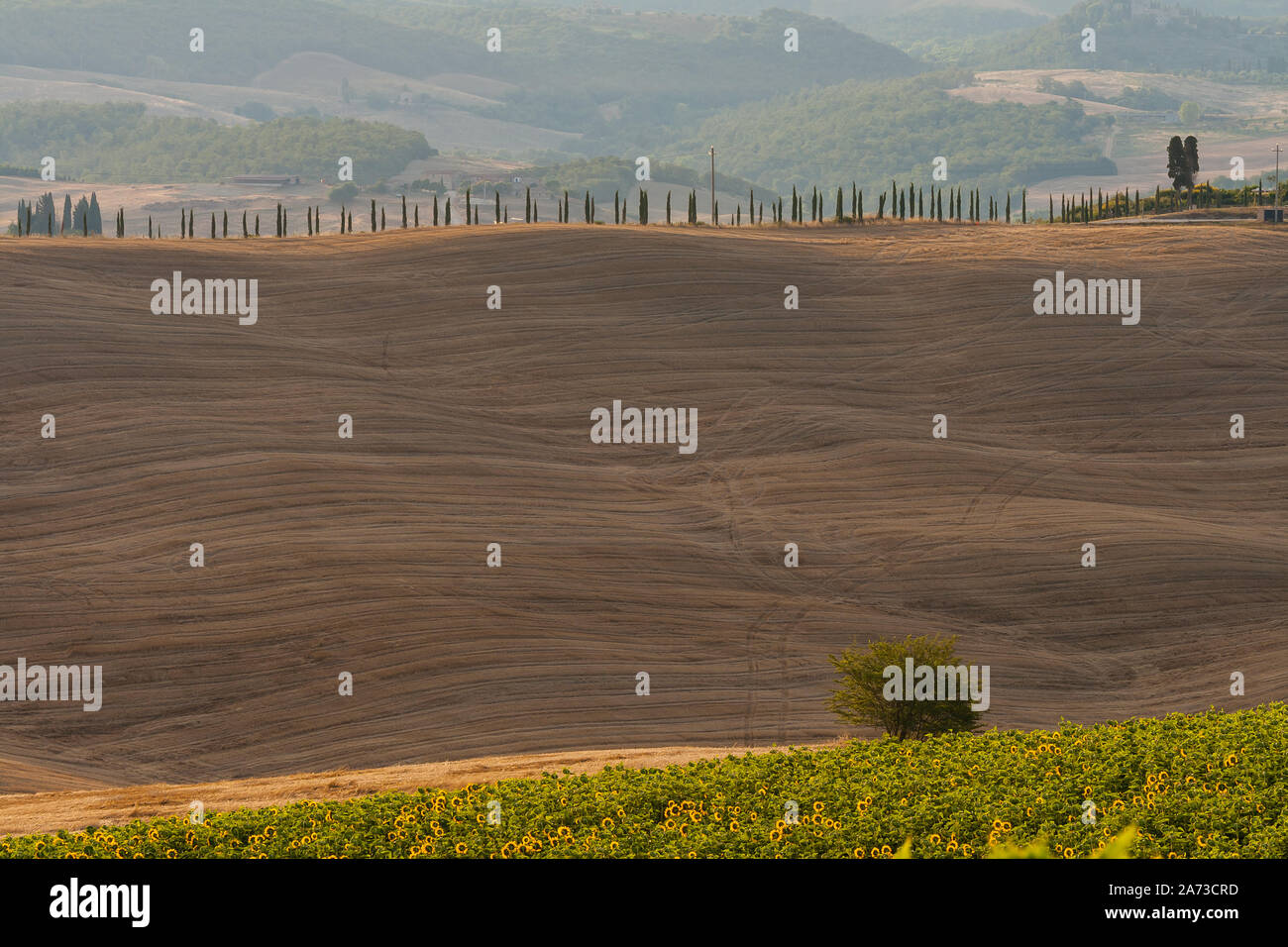 Bends and curves of fields and hills of Tuscany, Italy Stock Photo - Alamy