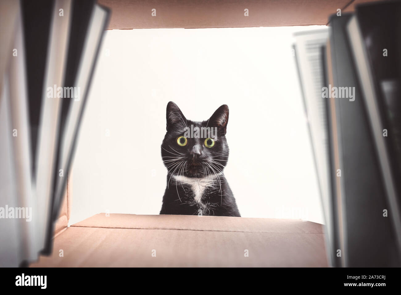 Black and white cat looking into a cardboard box Stock Photo - Alamy