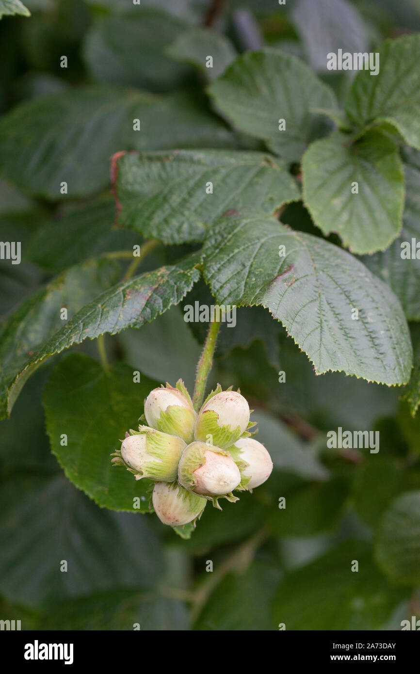 Cob nuts hi-res stock photography and images - Alamy