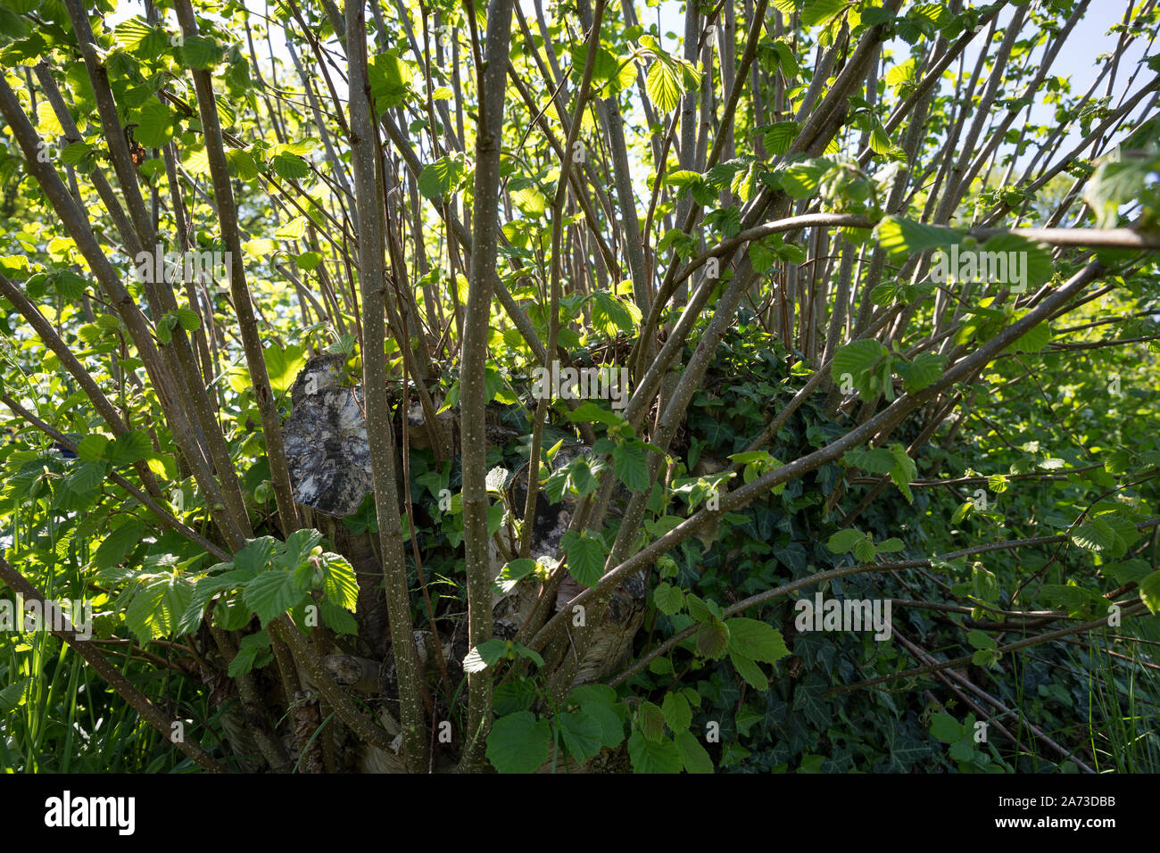 Hazel hedge hi-res stock photography and images - Alamy