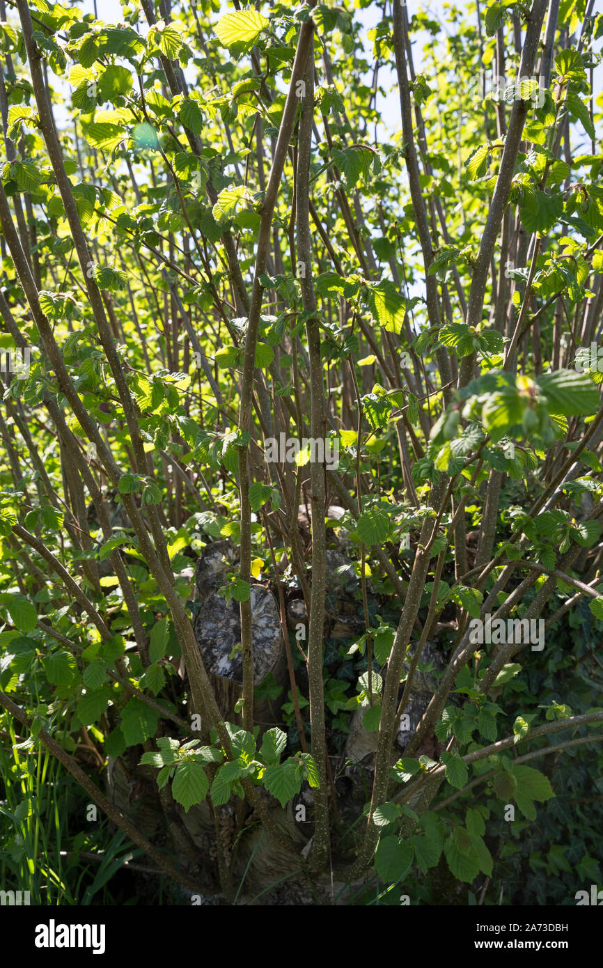 Hasel hi-res stock photography and images - Alamy