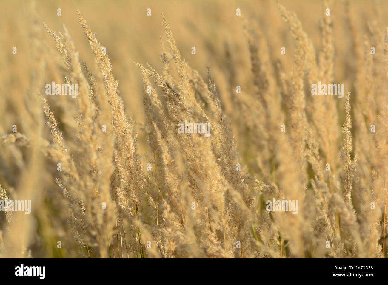 Mountain meadow in golden colors, full frame of tall, dry grass in ...