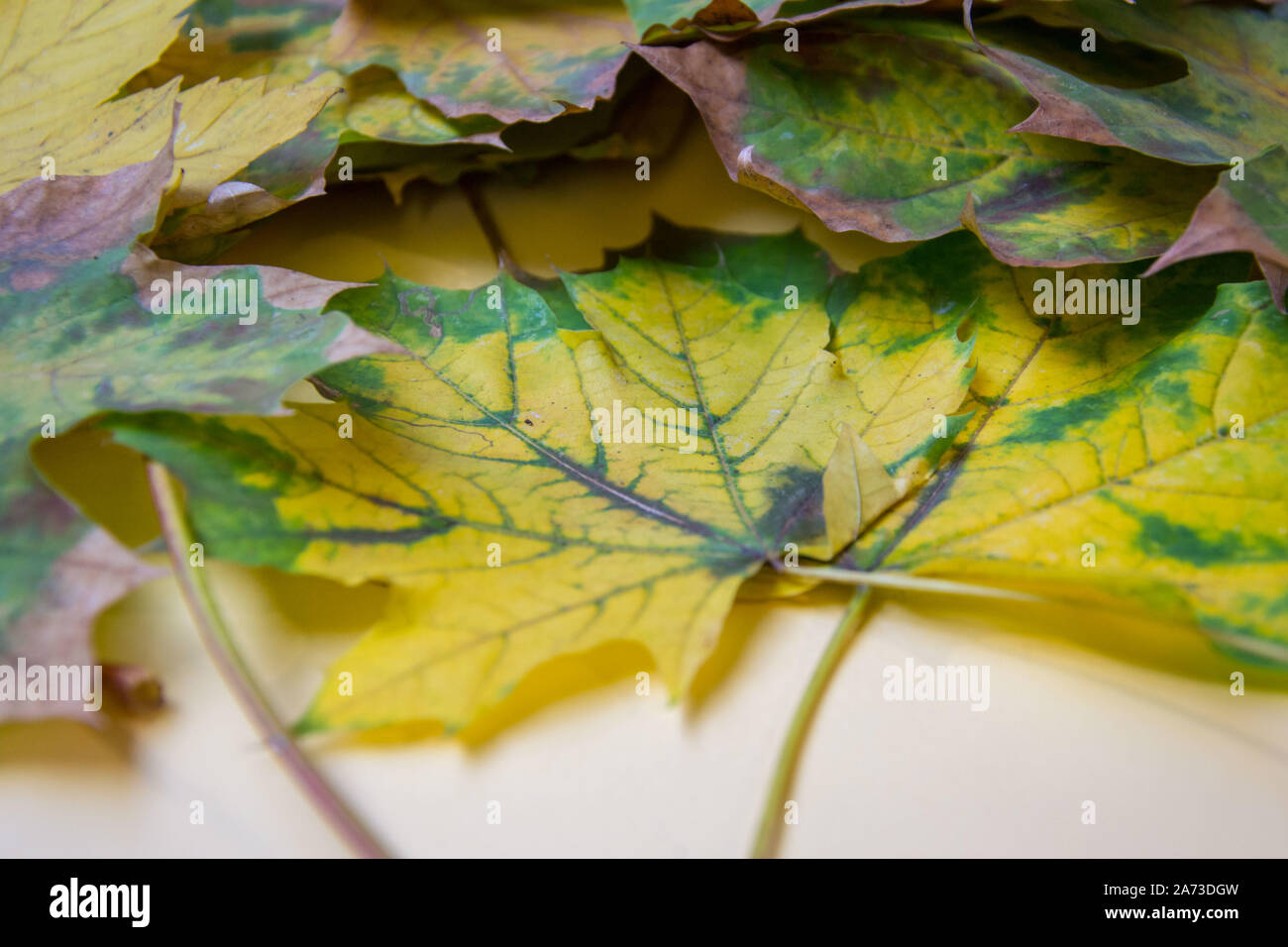 Colorful autumn leaves on pale yellow background, fall concept, bunch ...