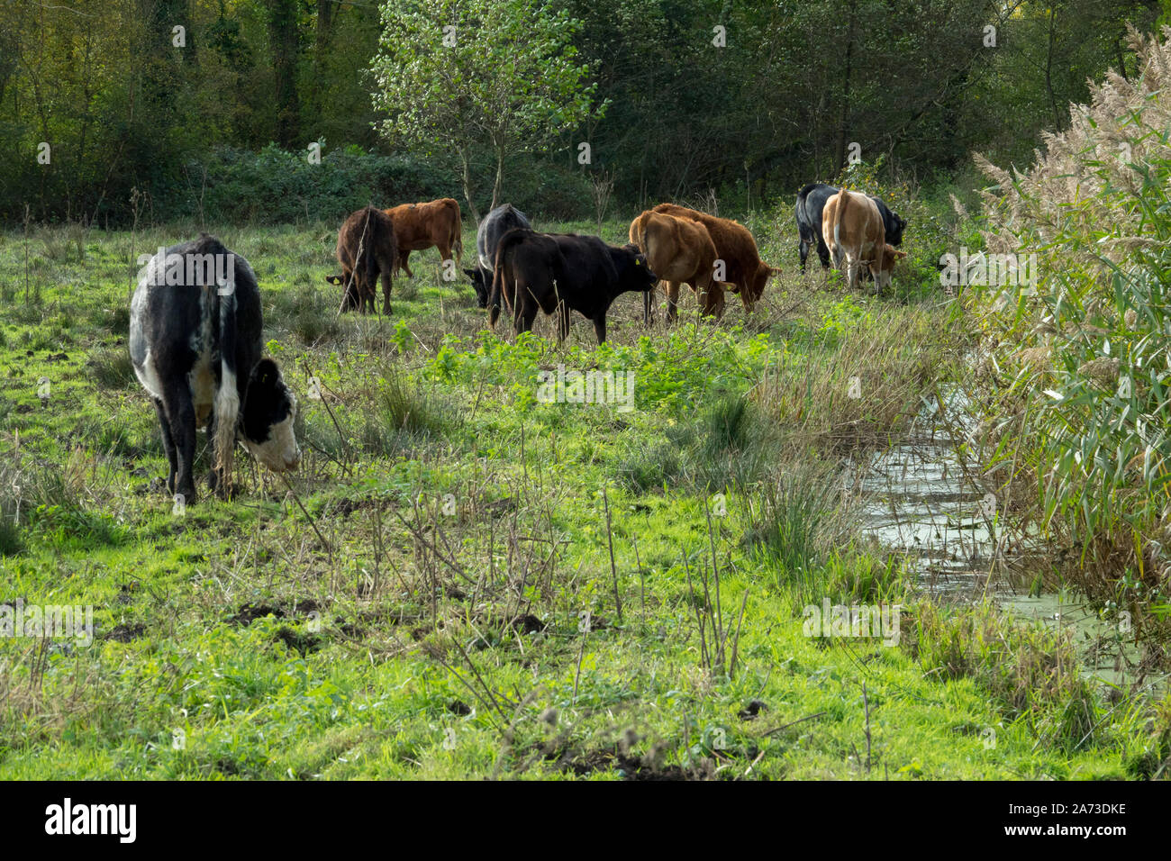 Cattle graze on marsh Stock Photo - Alamy