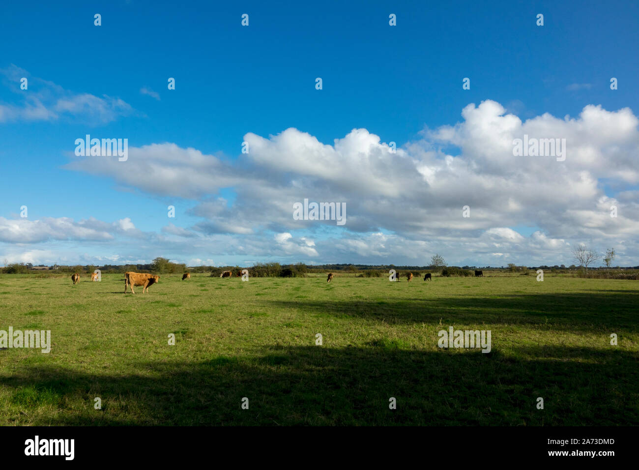 Cattle Grazing Upton marshes Stock Photo - Alamy