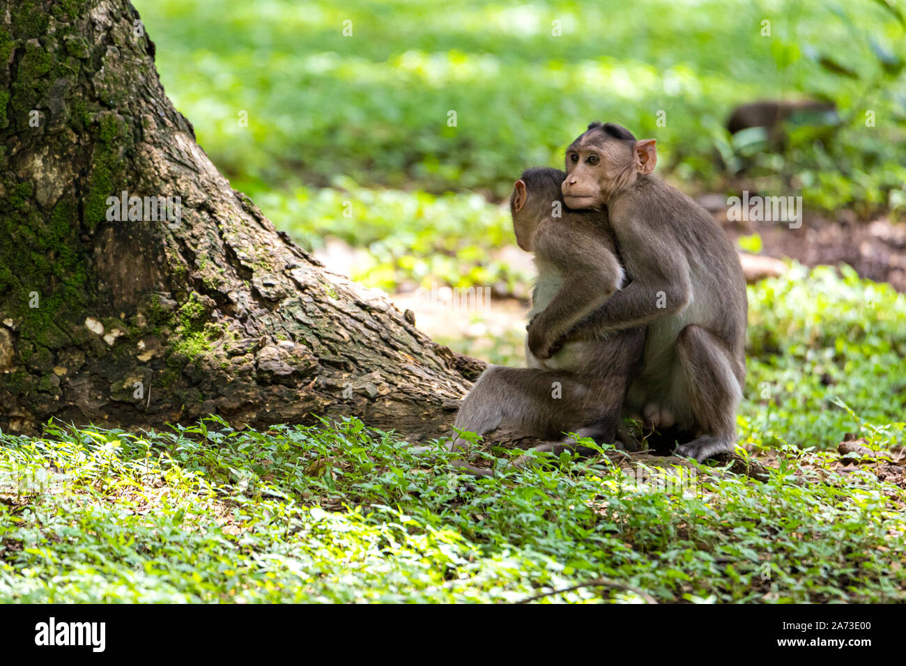 macaques playing and fighting to each other in the dark tropical forest ...