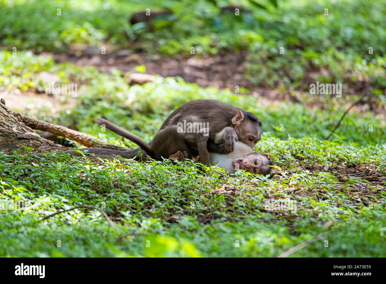 macaques playing and fighting to each other in the dark tropical forest ...