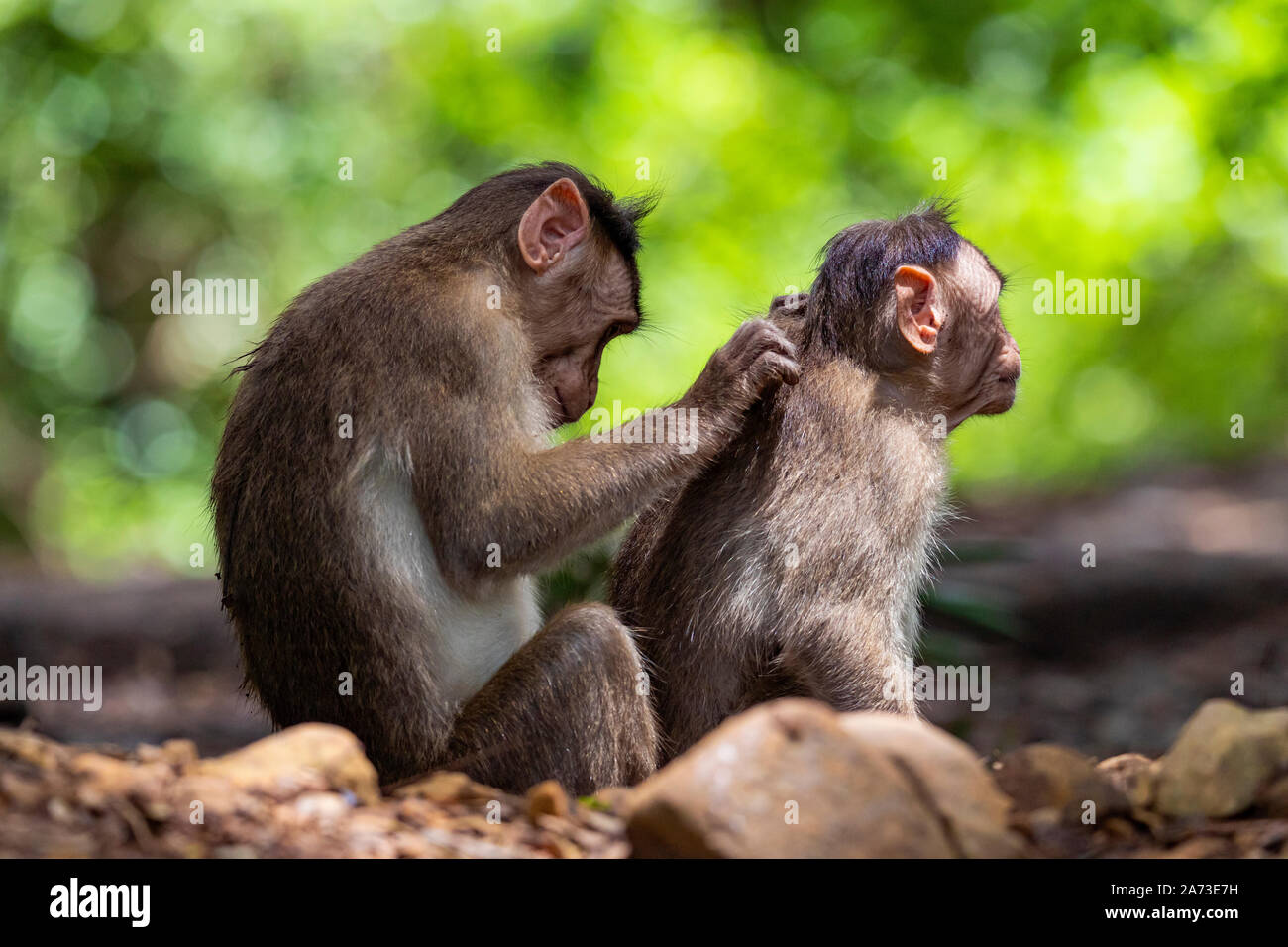 Happy capuchin hi-res stock photography and images - Alamy