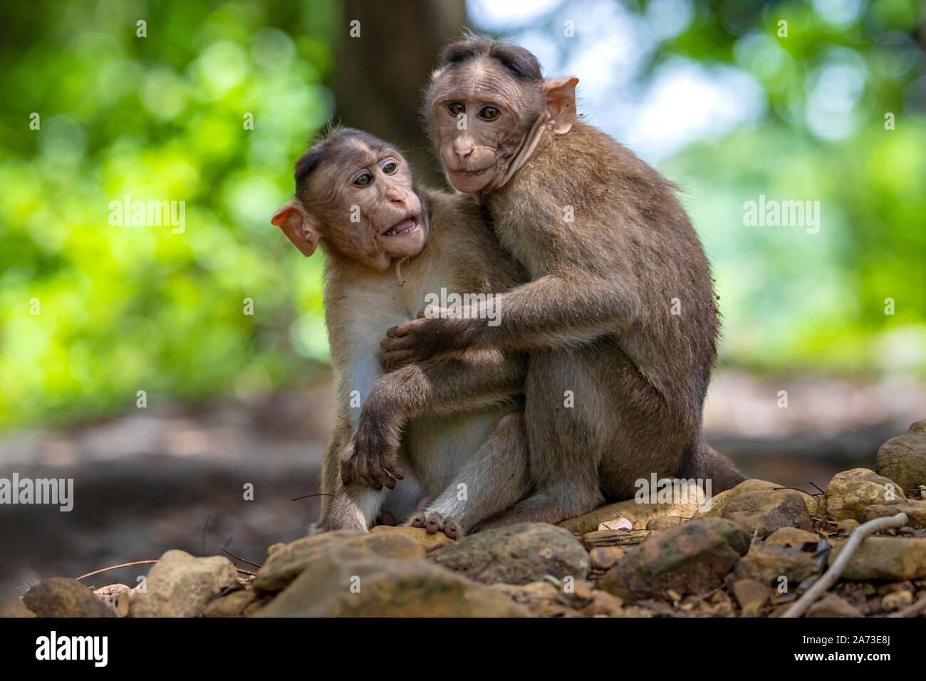 macaques playing and fighting to each other in the dark tropical forest ...