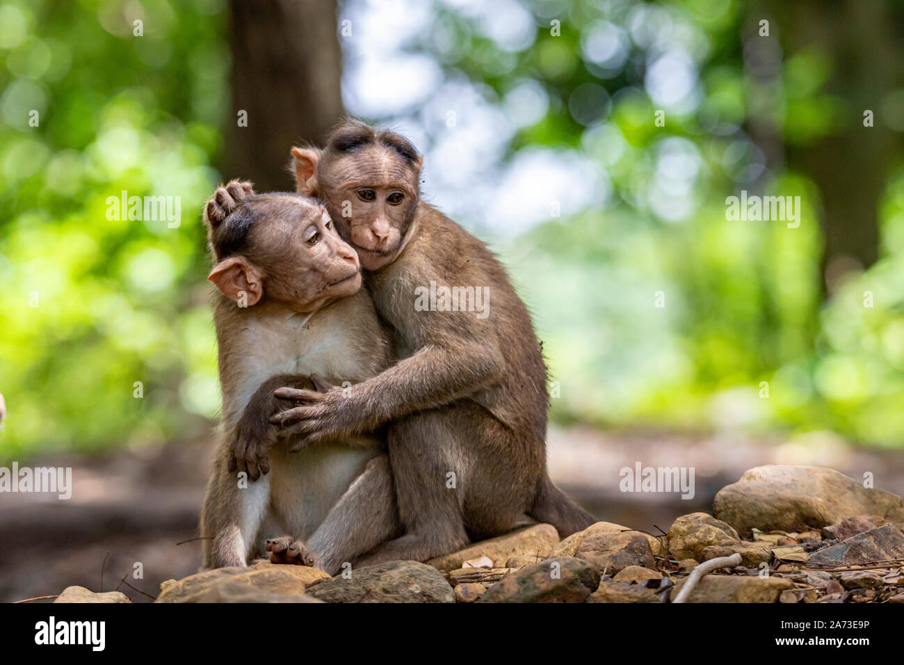 Sanjay gandhi national park mumbai hi-res stock photography and images ...