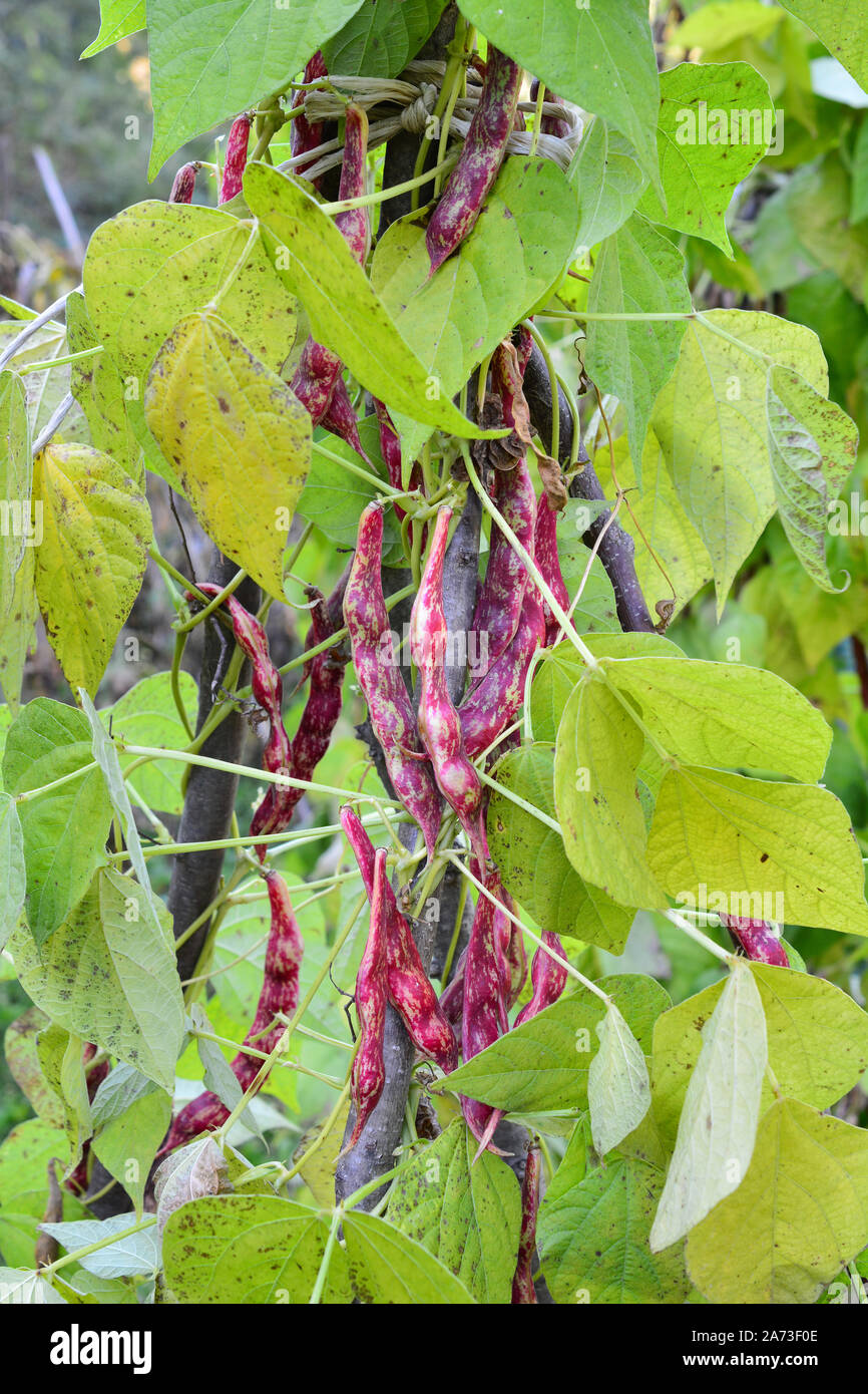 Beanstalk hi-res stock photography and images - Alamy