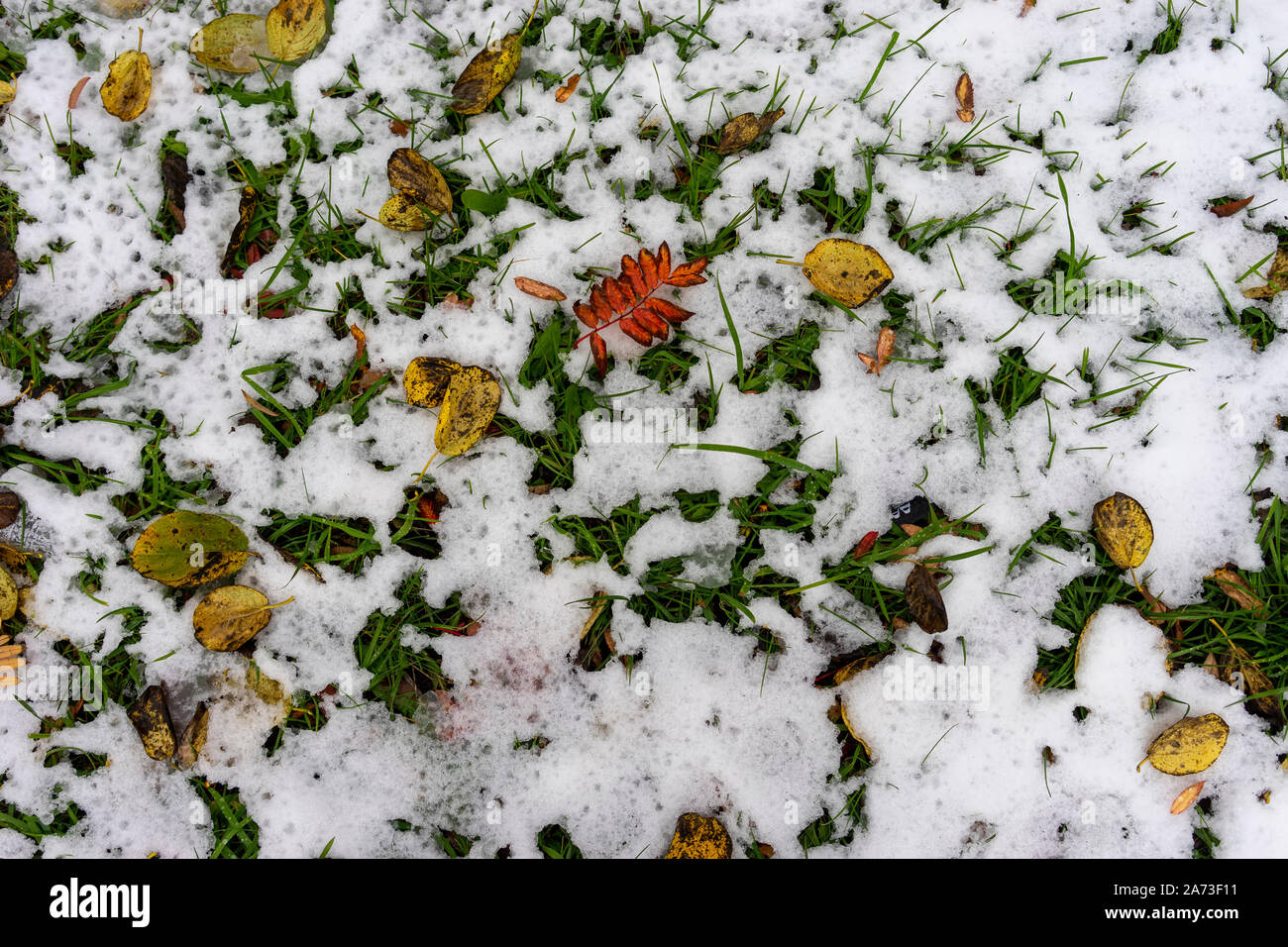Natural background with yellow and red leaves on snow Stock Photo - Alamy