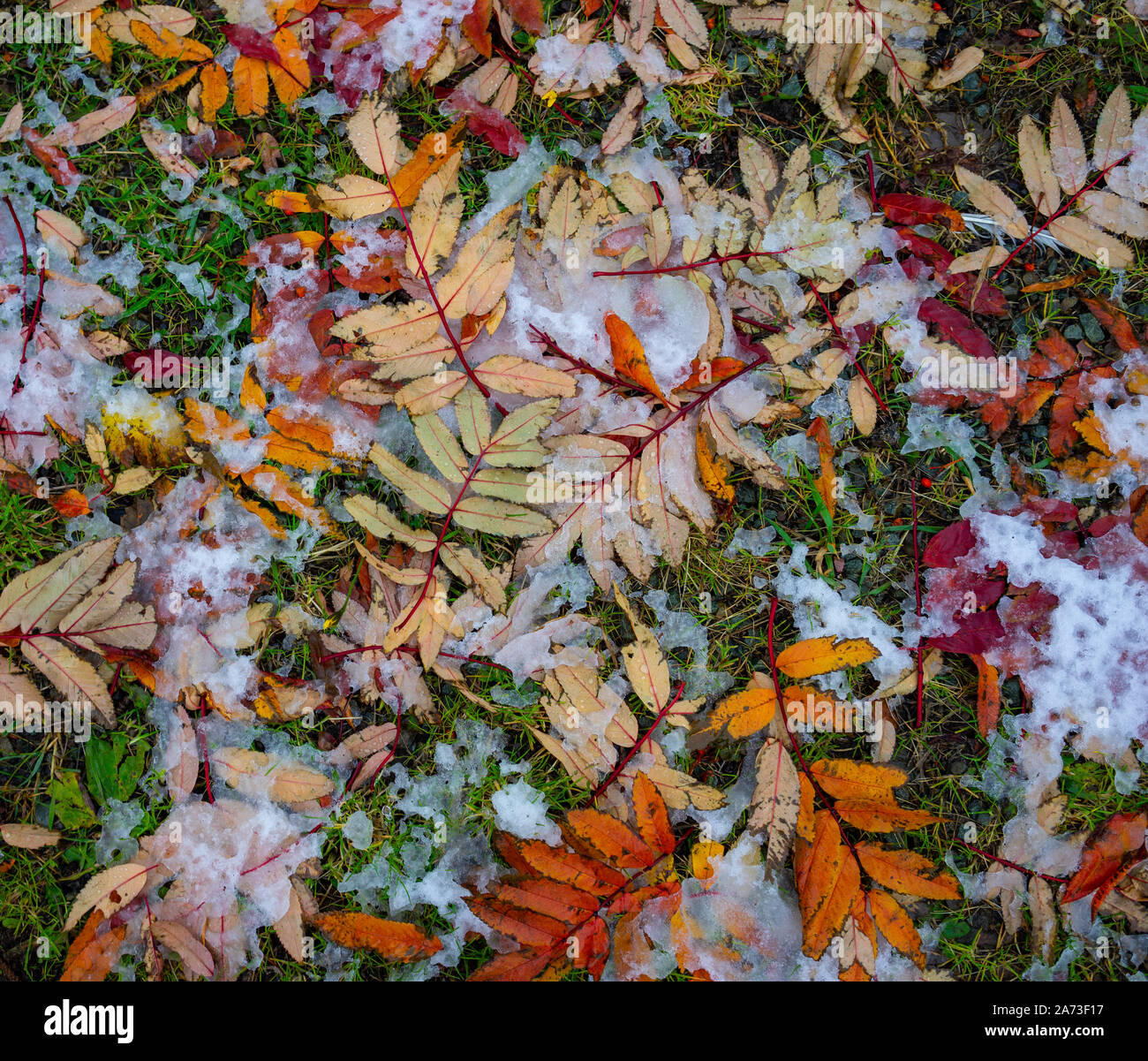 Natural background with yellow and red leaves on snow Stock Photo - Alamy