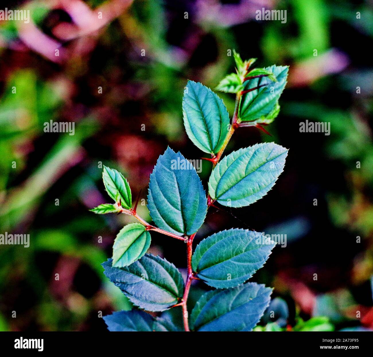 Zizyphus hi-res stock photography and images - Alamy